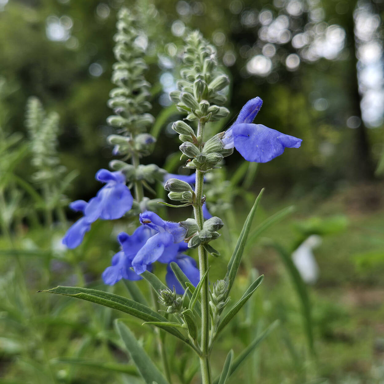 Summer On The Farm Blue Sage Farm Floral Design